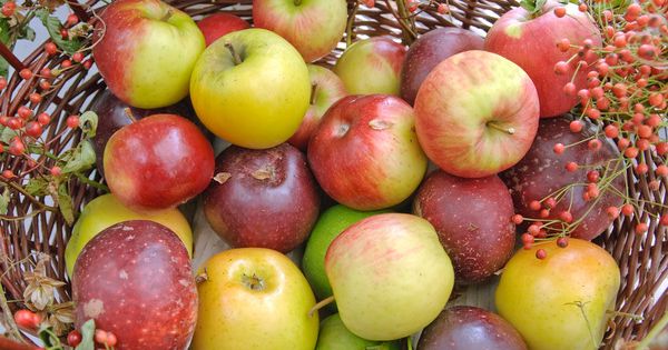 Äpfel lagern − so geht's richtig