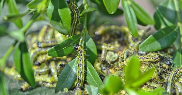 Buchsbaumzünsler: Alles über den Gartenschädling